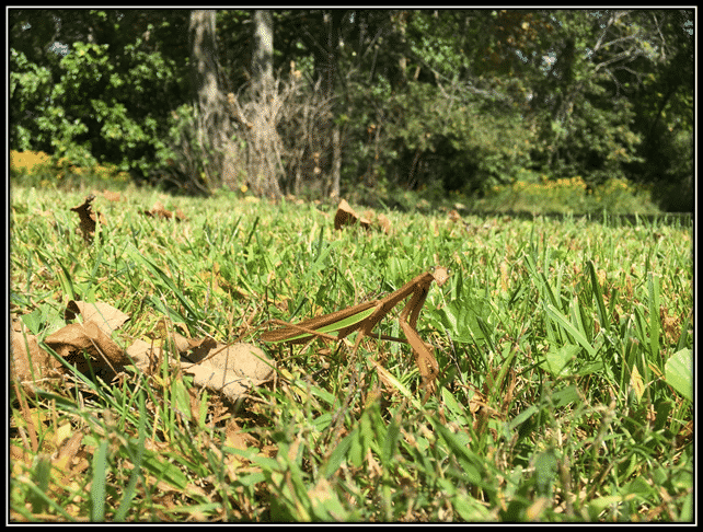 What’s happening this autumn at Crabtree Nature Center? - Village of ...