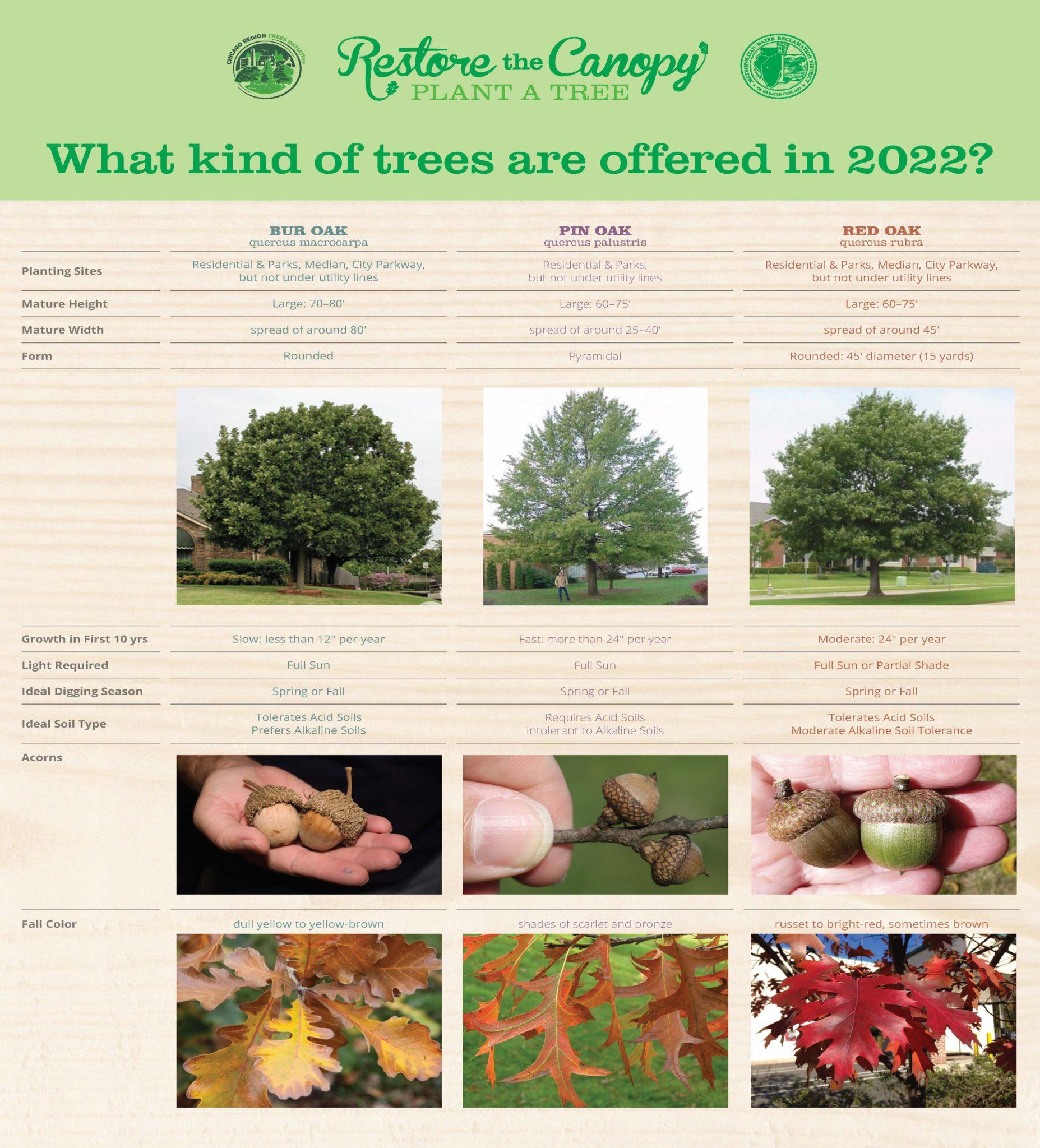 Oak Tree Fact Sheet - Village of Barrington Hills