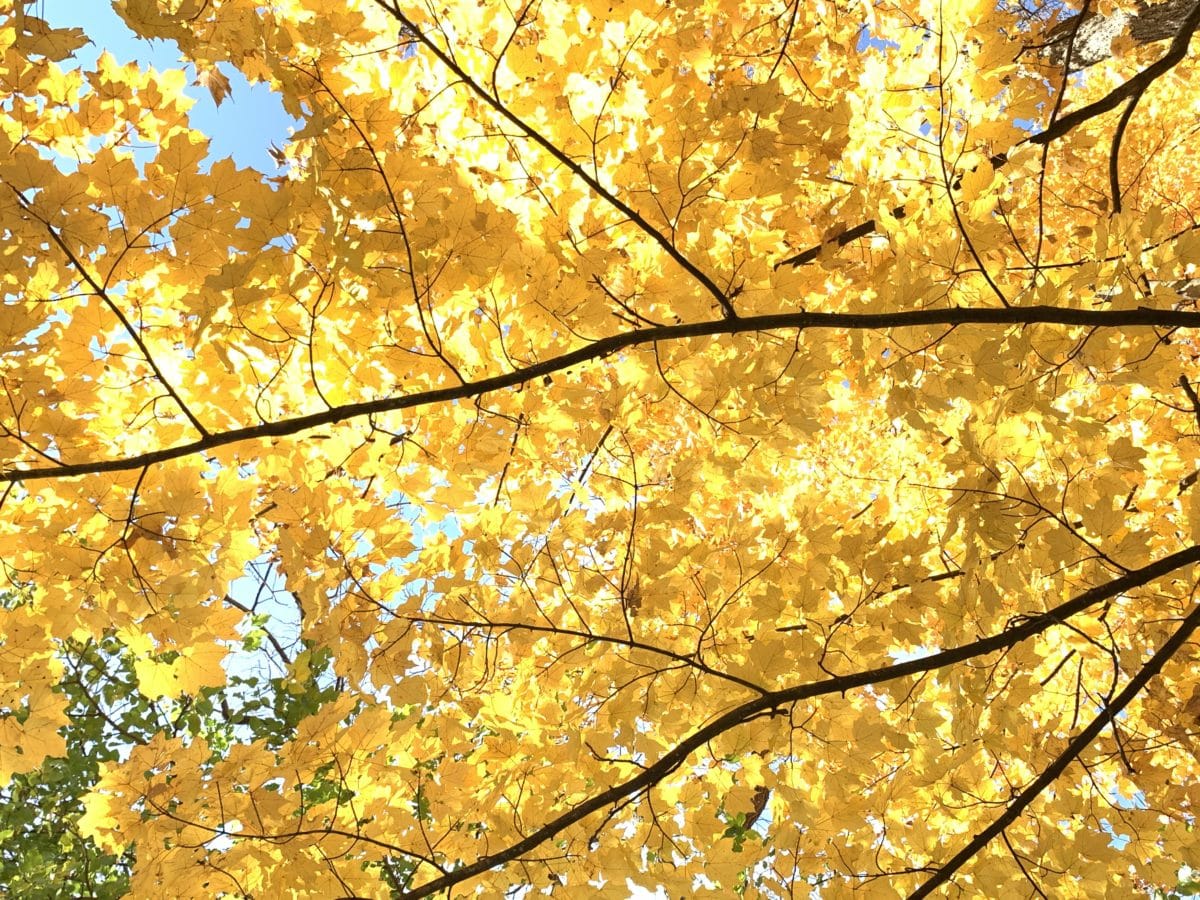 ComEd Vegetation Management - Village of Barrington Hills