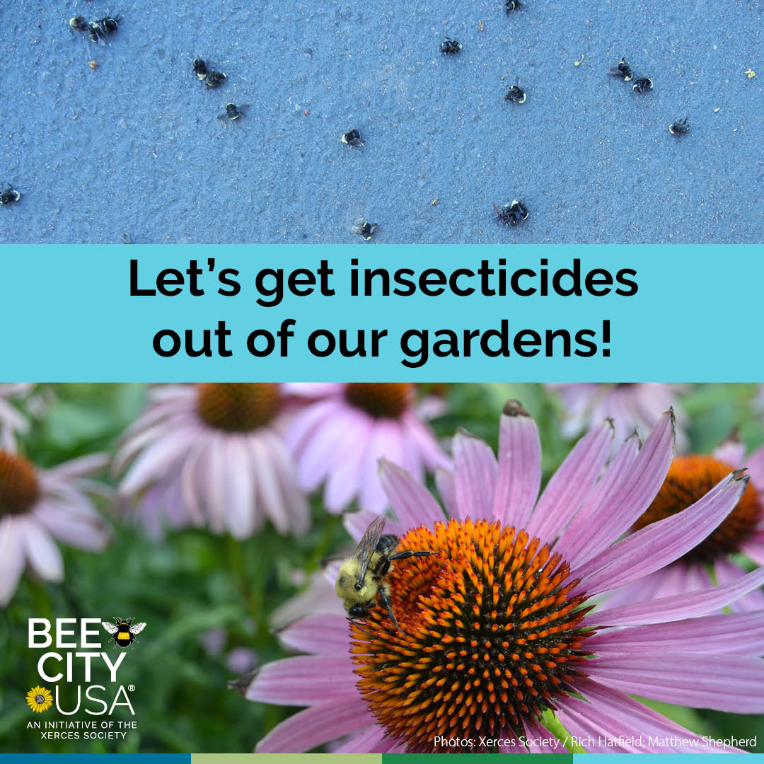 Pollinator Week June 19-25: "Bee Safe" - Village of Barrington Hills